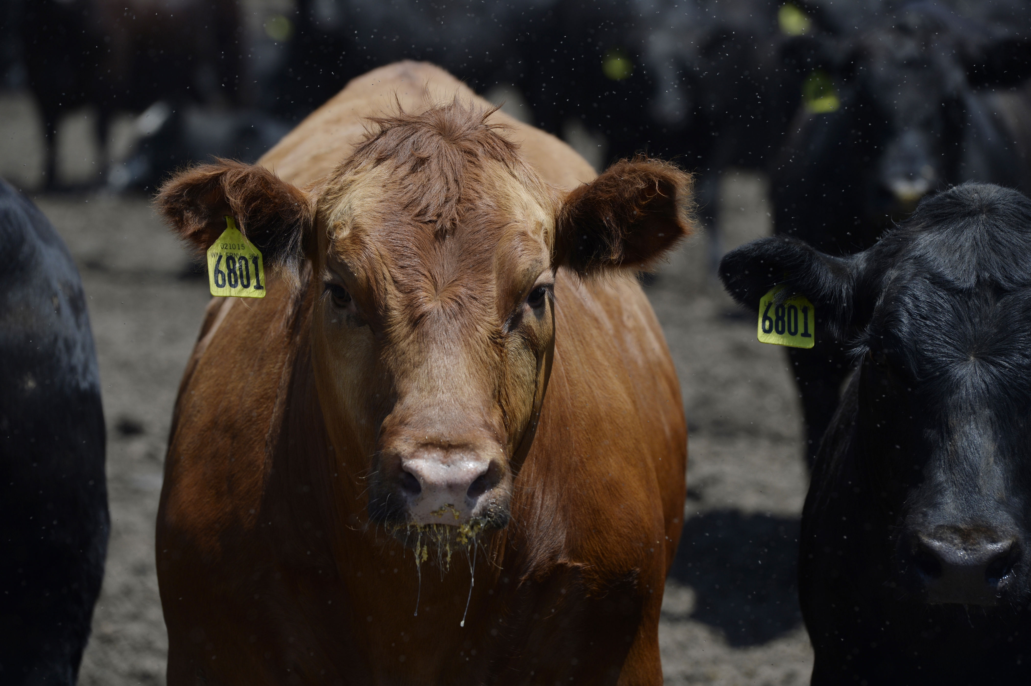 A newly surfaced document reveals the beef industry’s secret climate plan