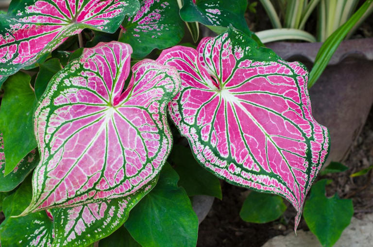 Grow Caladium Plants for Shade Garden Interest