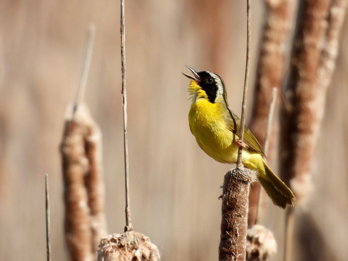 Look and listen for a common yellowthroat