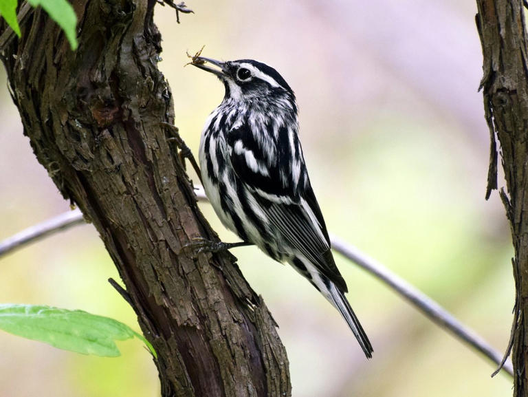 How to identify a black-and-white warbler