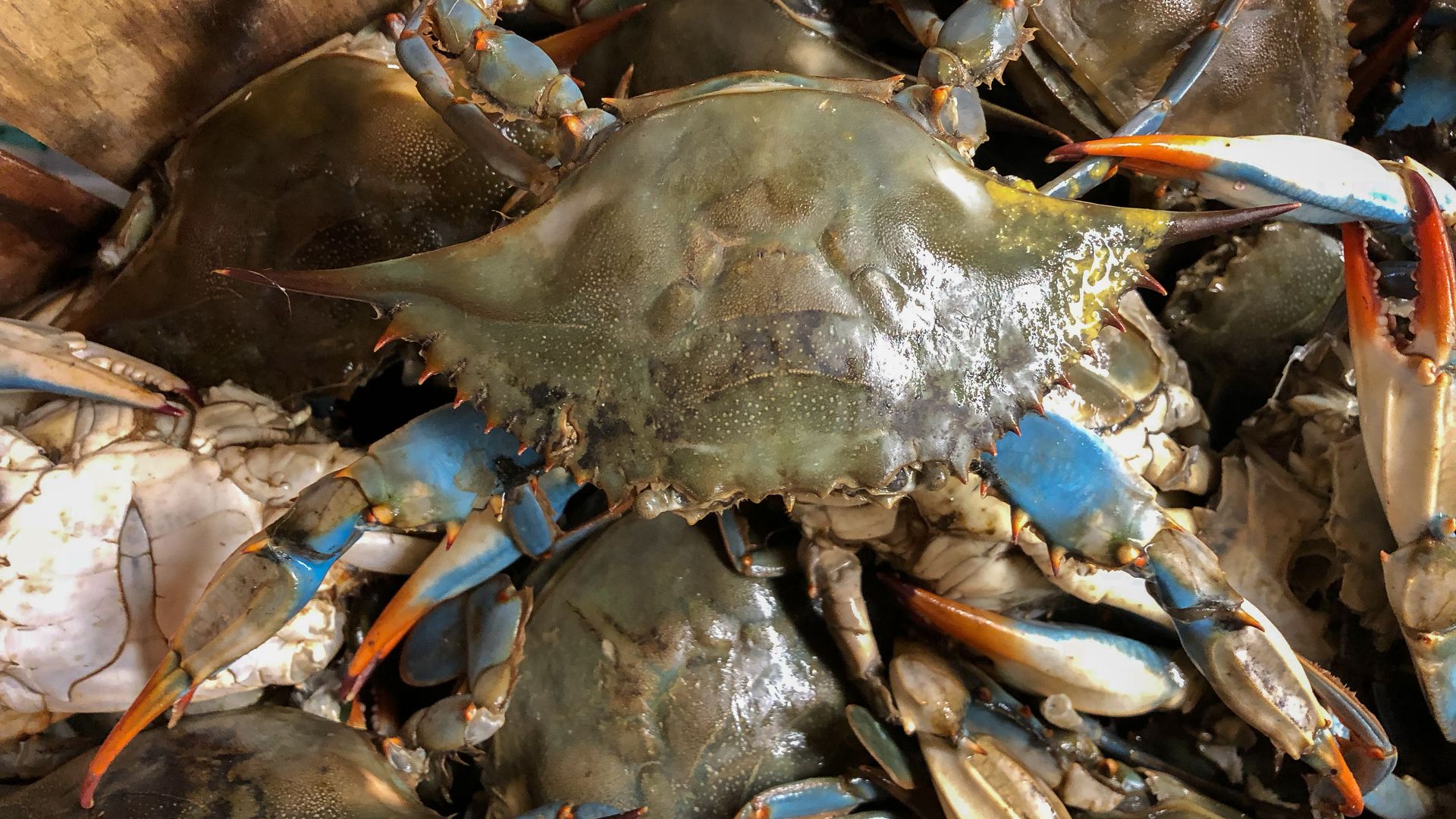 Soft Shell Crab Season Strikes the Lowcountry Once Again