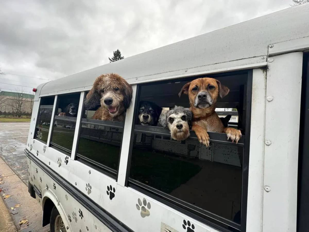 School bus for dogs goes viral due to excessive cuteness