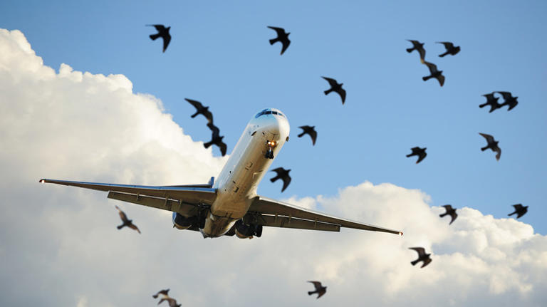 Why Aren't Jet Engines Equipped With Screens To Prevent Bird Strikes?