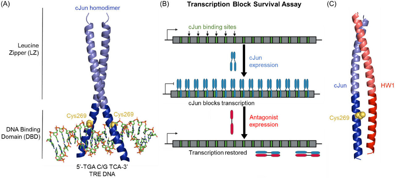 Peptide screening reveals irreversible inhibitors for cancer's ...