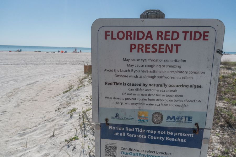 New USF study identifies virus that causes red tide