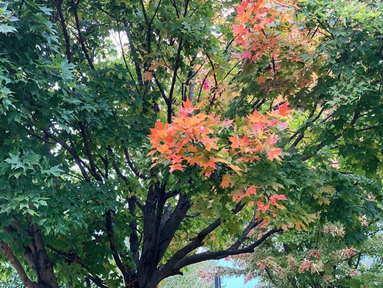 3K Trees Available To PG&E Customers