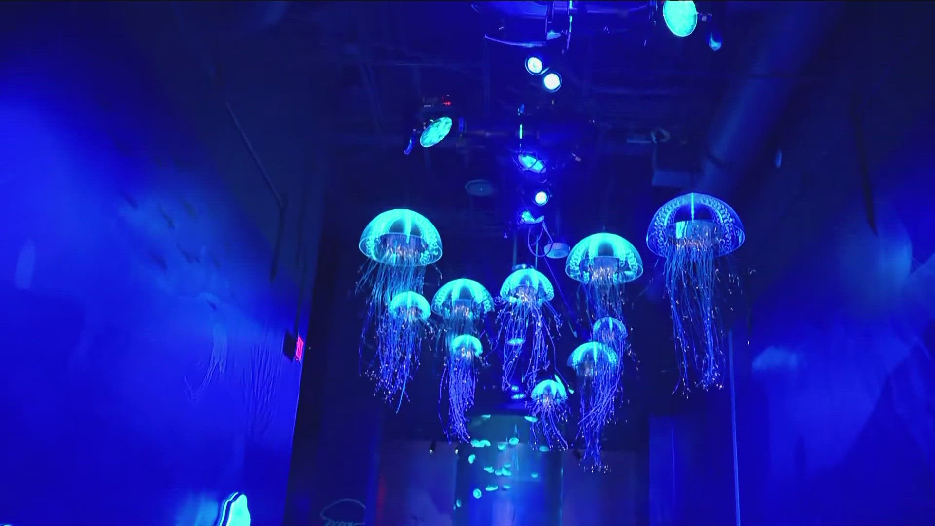 SeaWorld San Diego unveils 'Jewels of the Sea: A Jellyfish Experience'