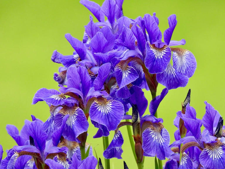 Iris Not Blooming? Here’s What to Do