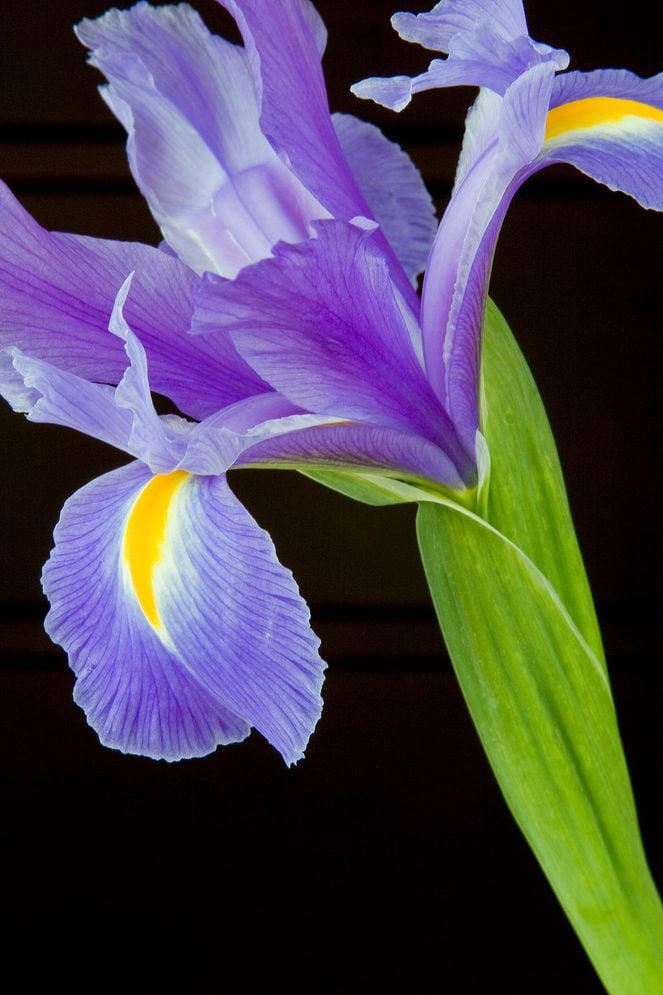 Iris Not Blooming? Here’s What to Do