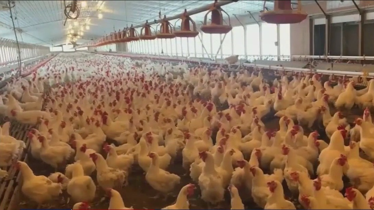 Can AI help hens lay more eggs?