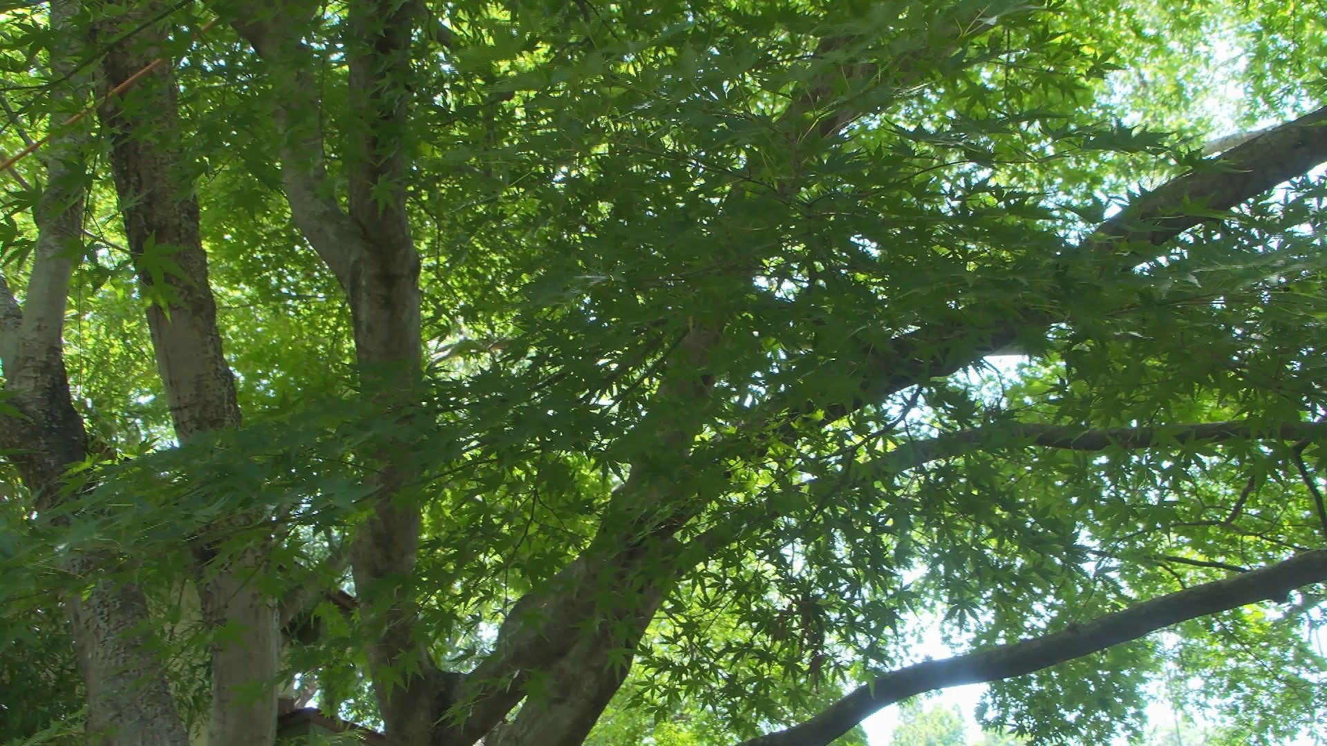 Here’s how to get a free tree through Clark County