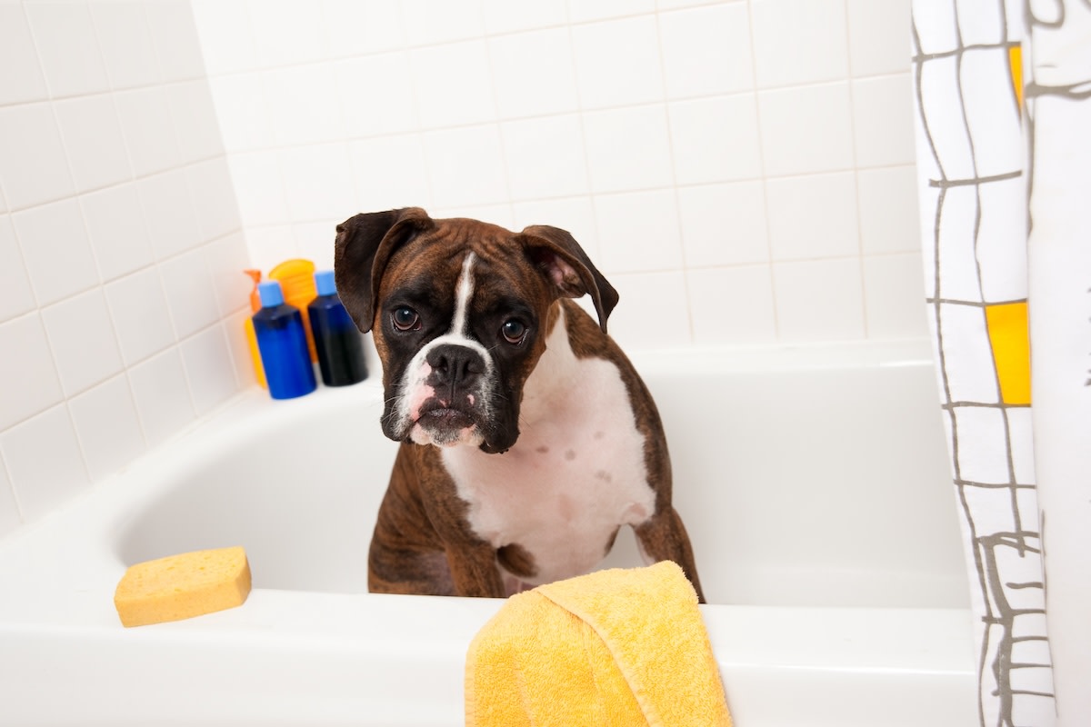 Boxer’s ‘Bath Time Bamboozle’ for Mom Results in Hilarious Game of Hide ...
