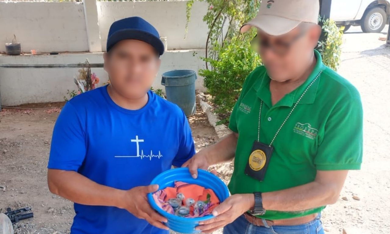 Profepa recupera y pone a salvo a polluelos de perico atolero extraídos ilegalmente de su nido ...