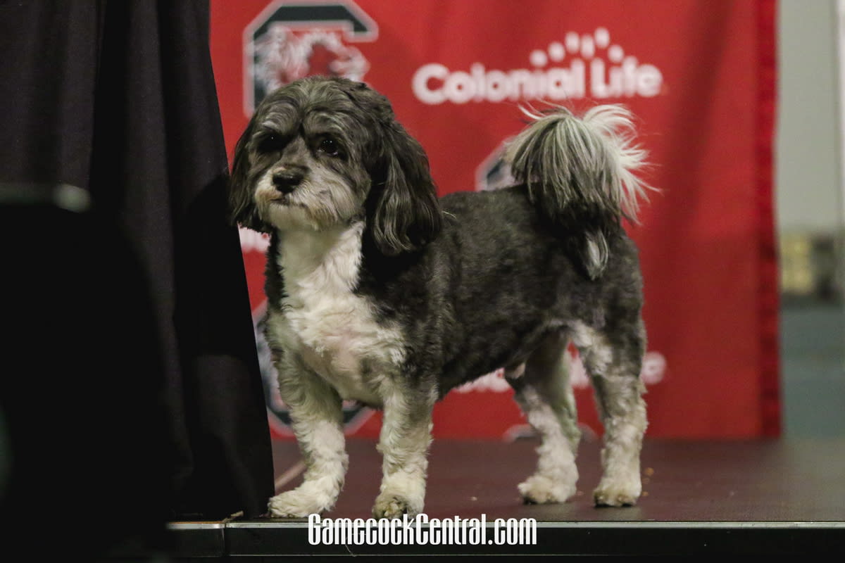 South Carolina women’s basketball: Birds of a Feather – Dawn Staley and ...