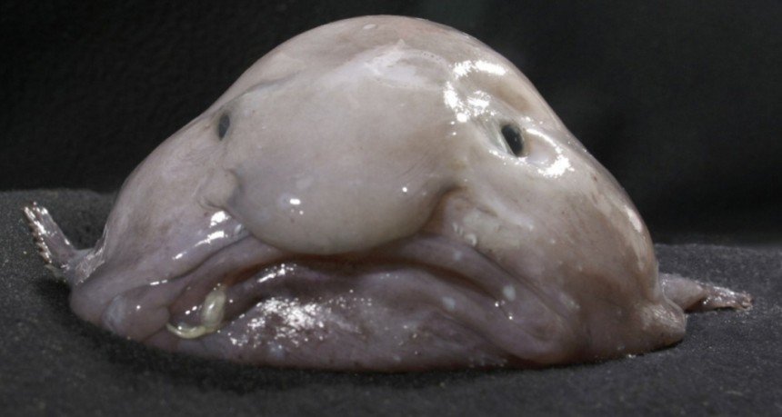 ‘세상에서 가장 못생긴 물고기’ 블롭피쉬, 올해의 물고기 됐다