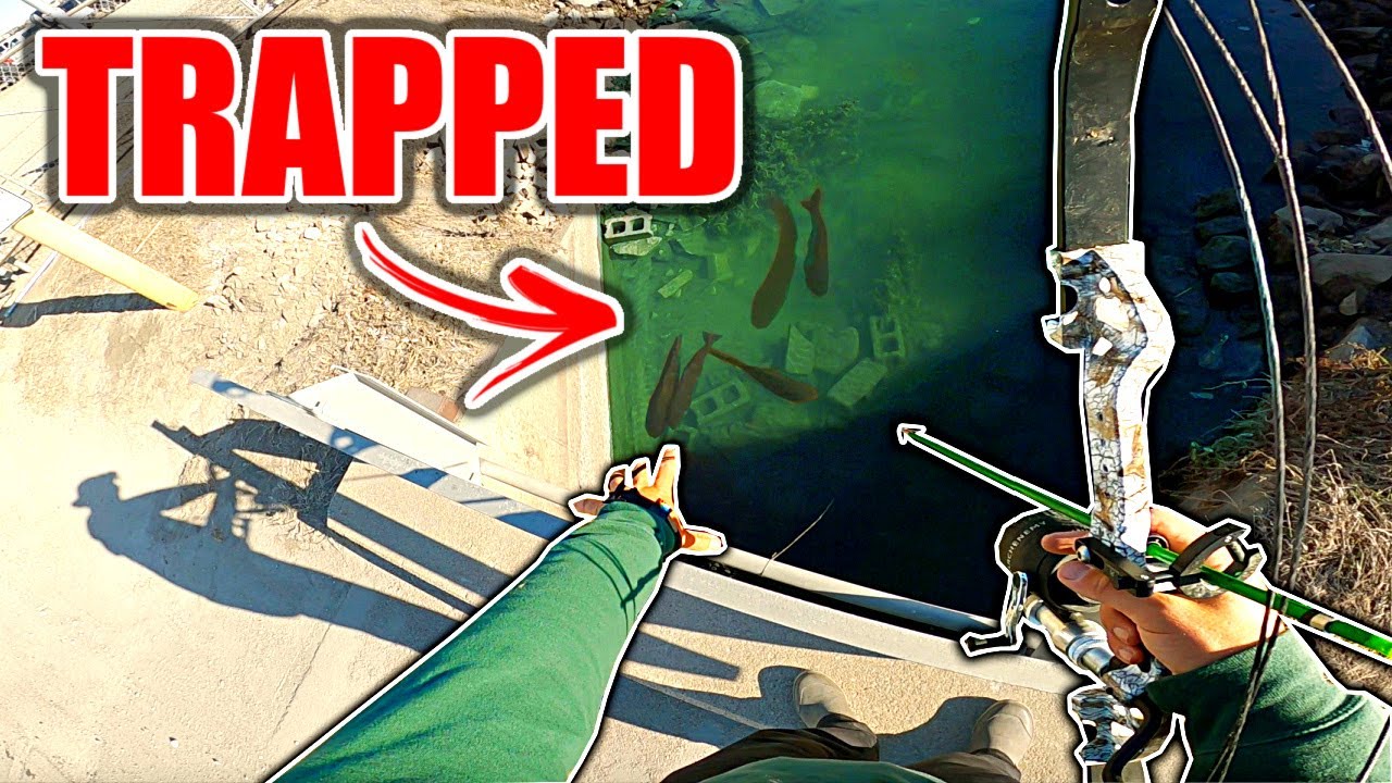 Shallow Water Giants: Bowfishing for Trapped Monsters