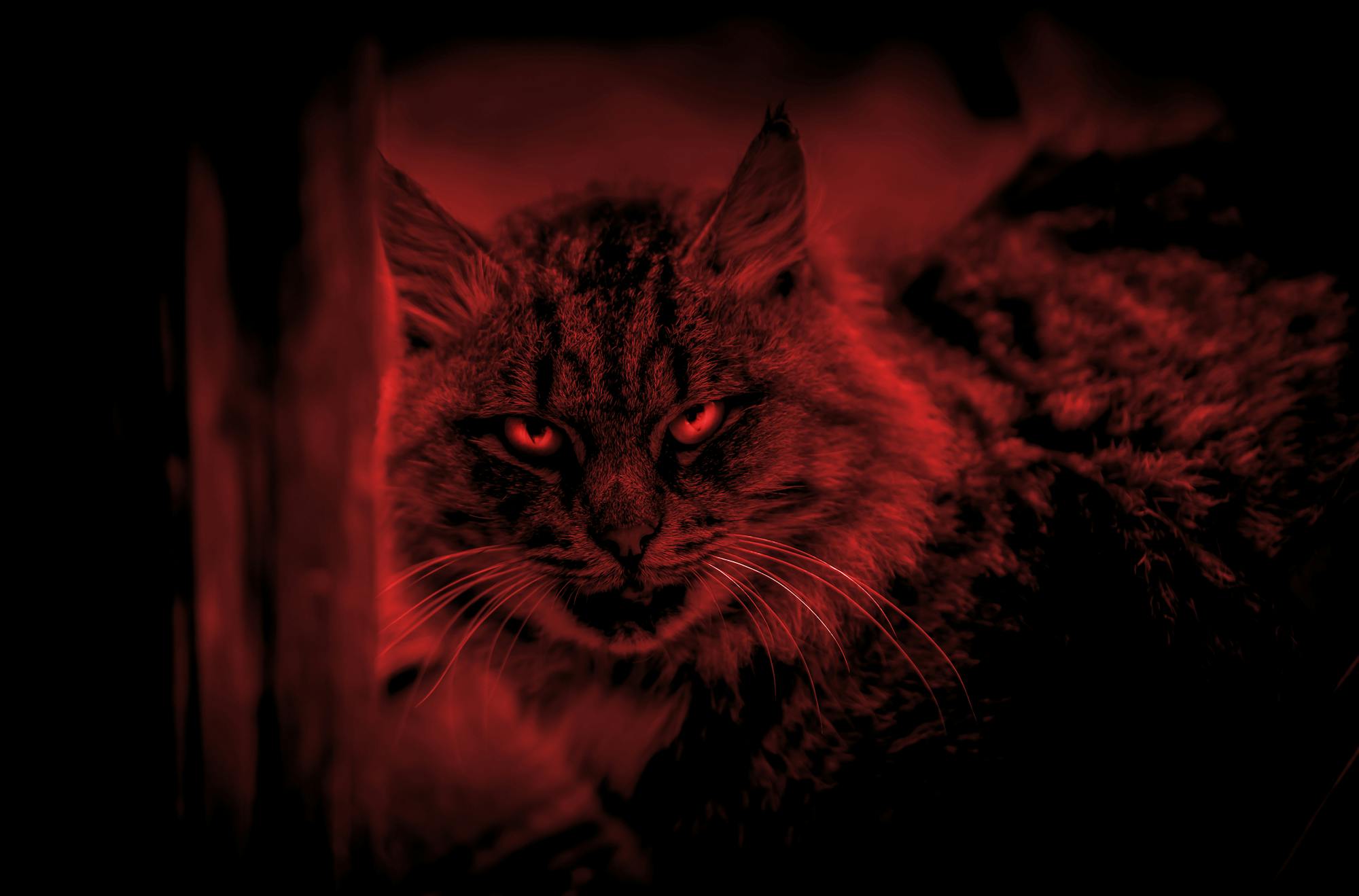 Vengeful ghost cat, divorce lizard, phantom horse: the animals that ...