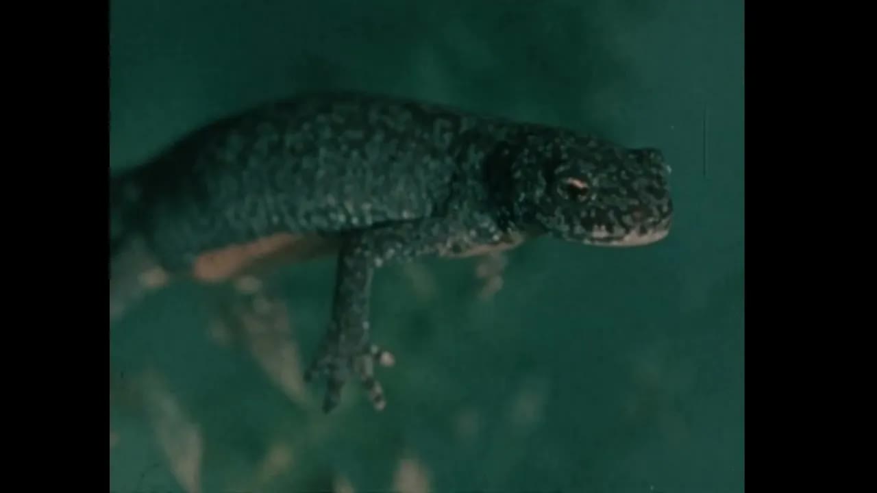 Amphibians: Frogs, Toads, & Salamanders - Life Cycle & Metamorphosis