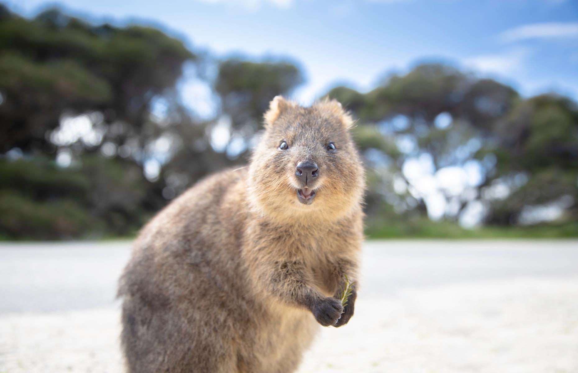 Australia's most amazing wildlife experiences, ranked