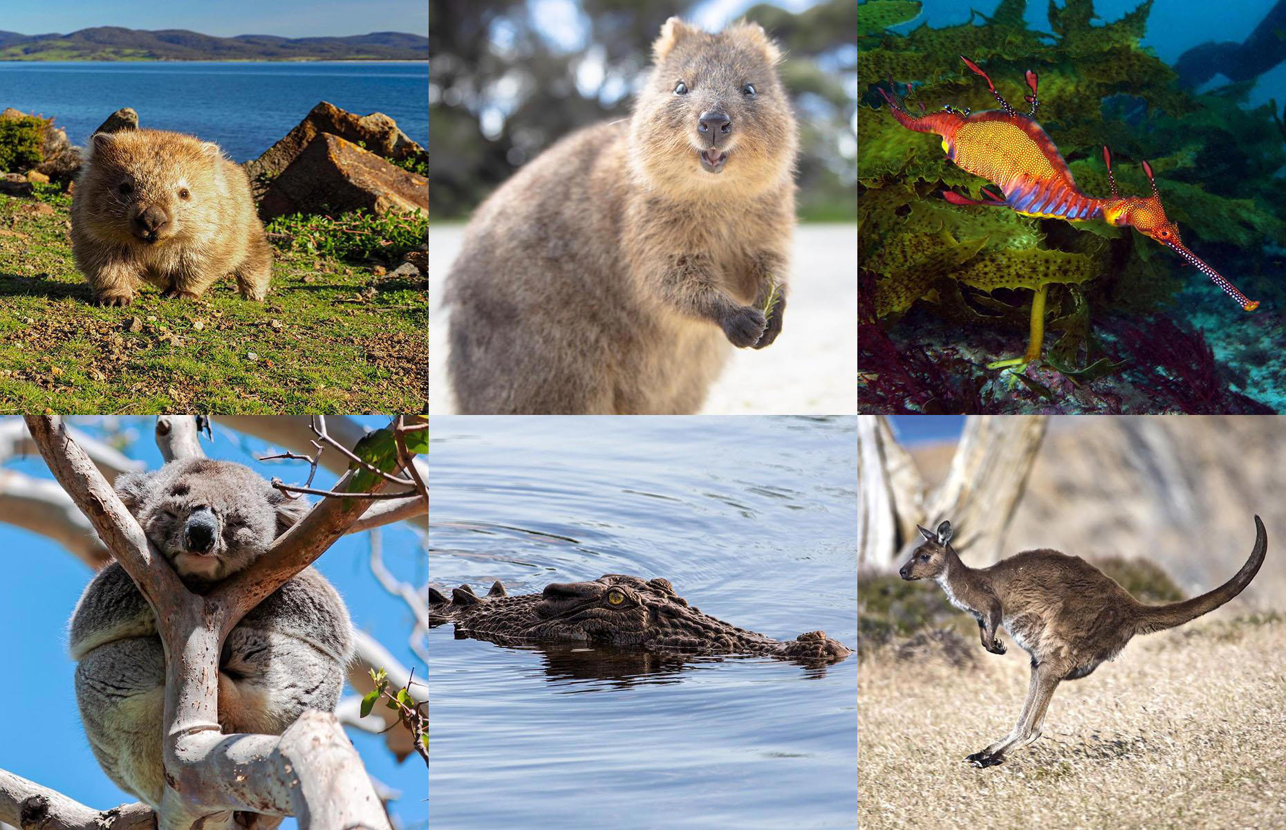 Australia’s bucket-list wildlife experiences, ranked Australia’s bucket-list wildlife experiences, ranked