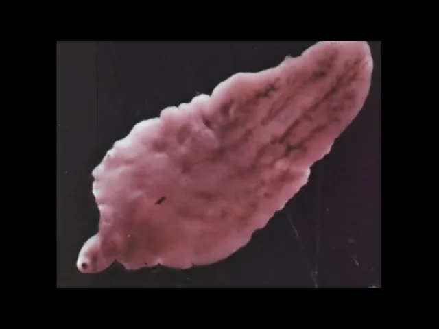 Parasitism & Mutualism: Tapeworms, Termites, and Flagellates in Animal ...