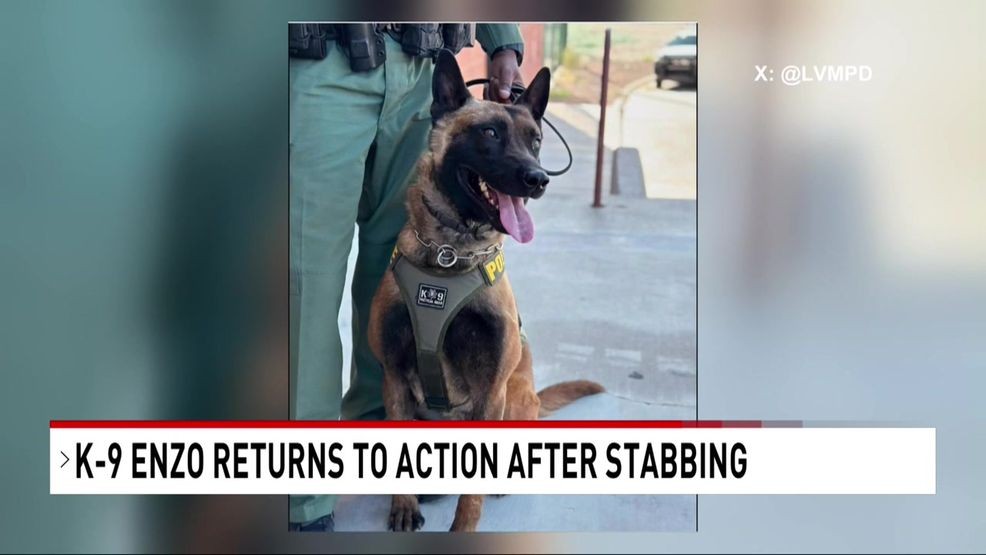 Heroic K9 Enzo returns to LVMPD trials after recovering from stabbing ...