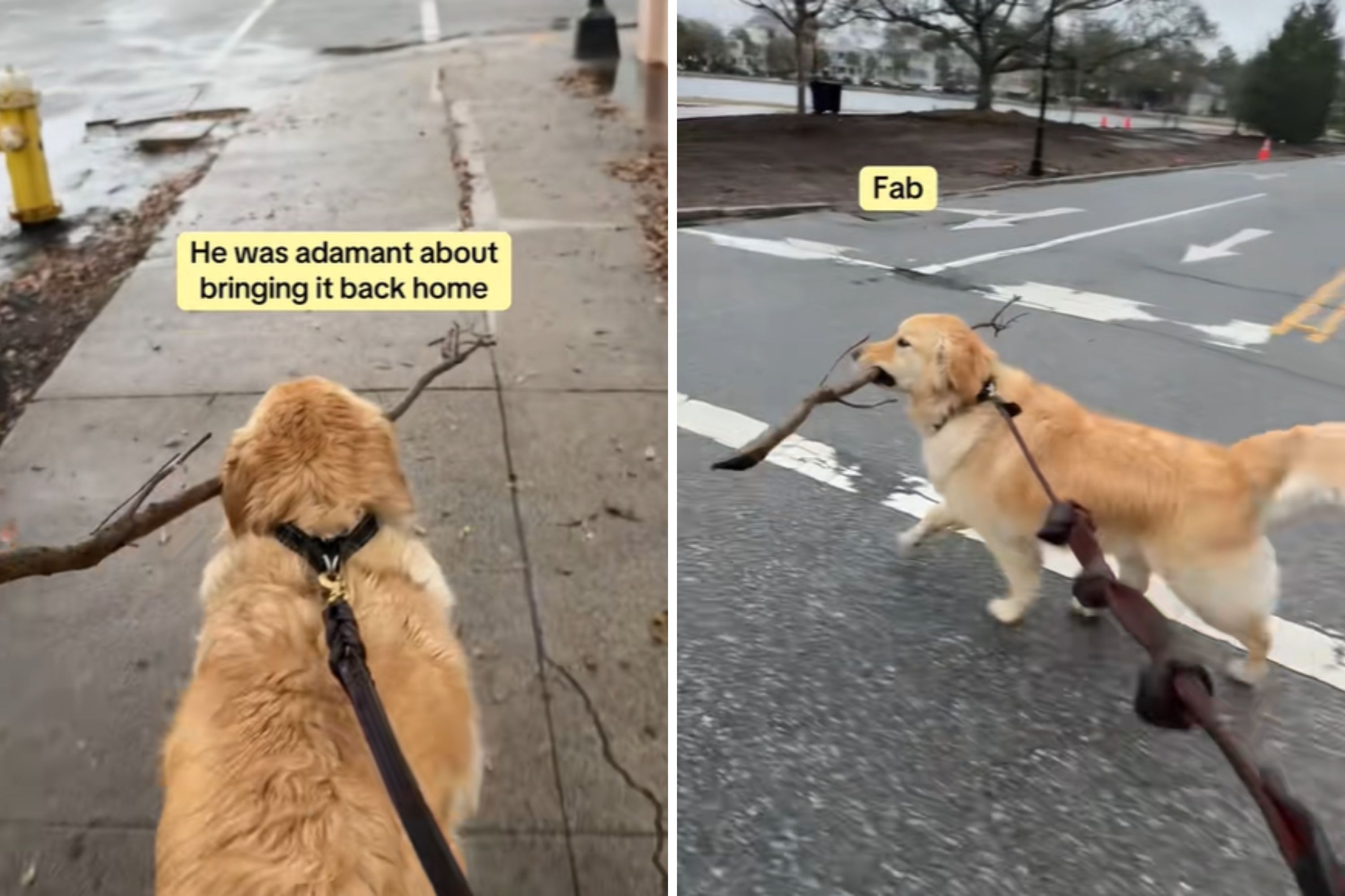 Golden Retriever Comically Tries To Bring Home Giant Stick—'He Was Adamant'