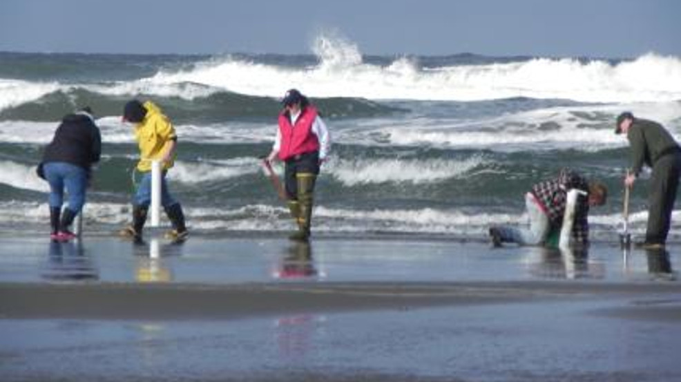Washington wildlife officials approves six days of coastal razor clam digs