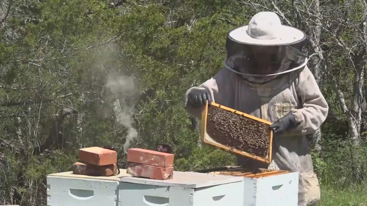 'It'll kill my bees' | Beekeepers buzz as electric co-op plans herbicide sprays near hives