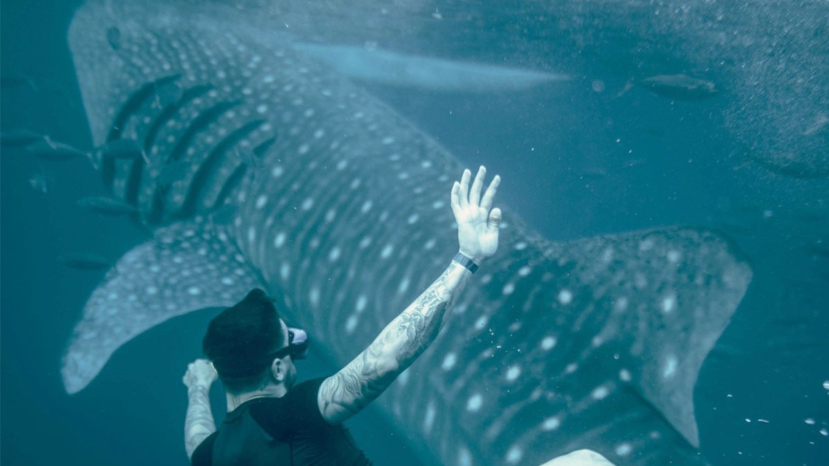 Tiburón ballena, el pez más grande del mundo, capaz de medir ¡18 metros ...