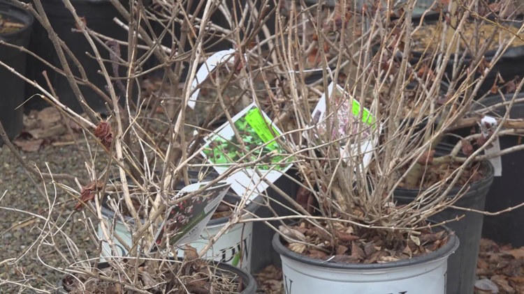 When should you start work on your spring garden?