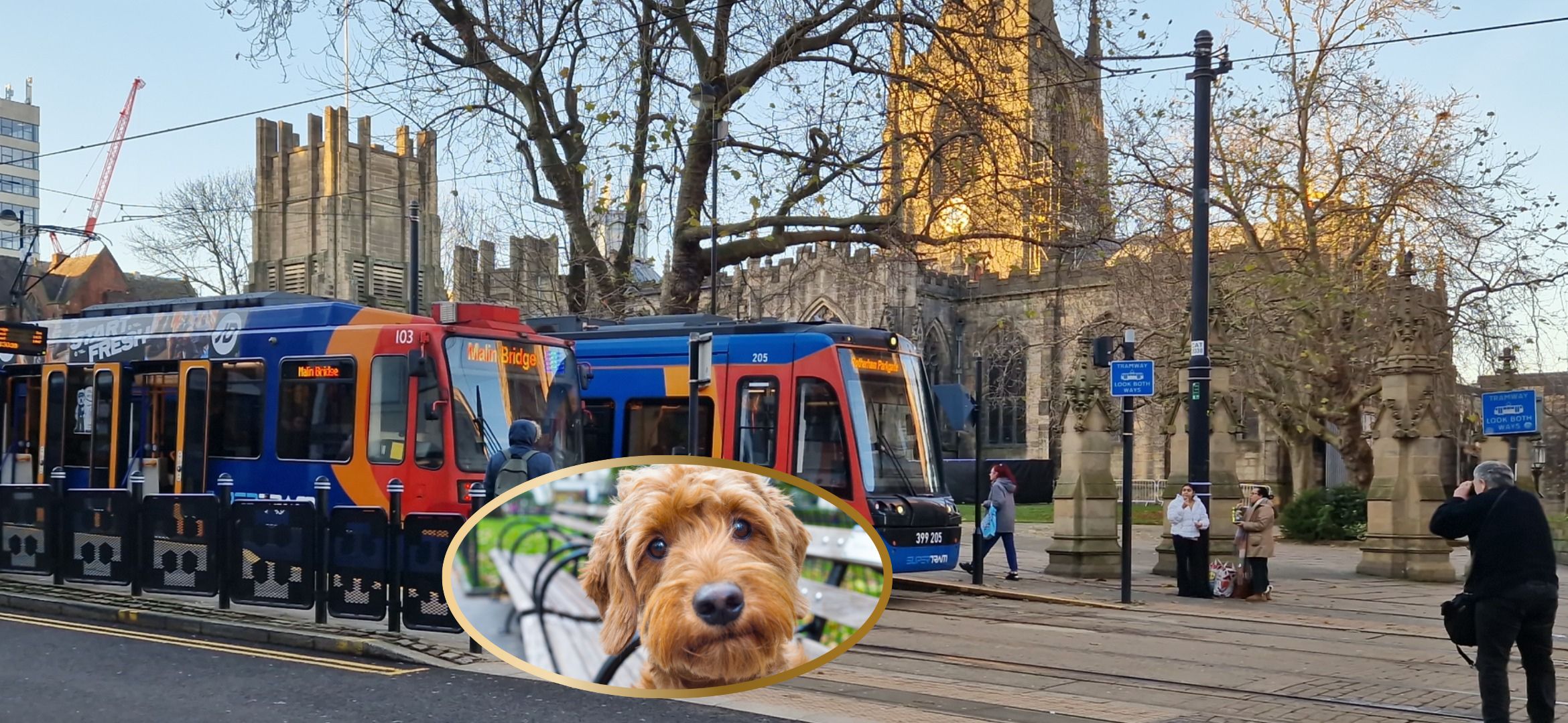 Dogs on Sheffield trams: Mayor makes announcement over dogs on ...