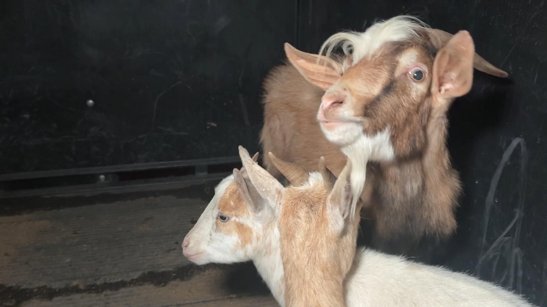 Goats, horses, cows and other livestock evacuated from wildfire in San ...