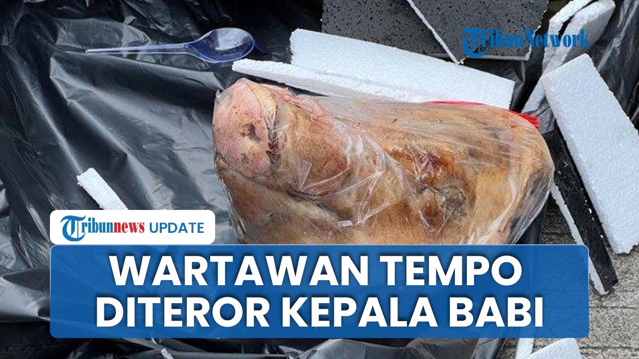 Wartawan Bocor Alus Tempo Diteror Kiriman Kepala Babi, Dikirim Oknum ...