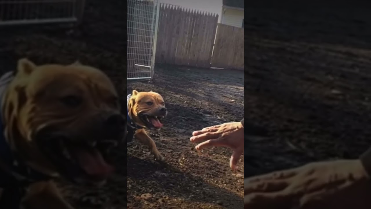 Avoid getting too close to a protection dog during training