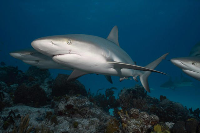 Shark attack survivors recount grisly injuries after unprovoked ...