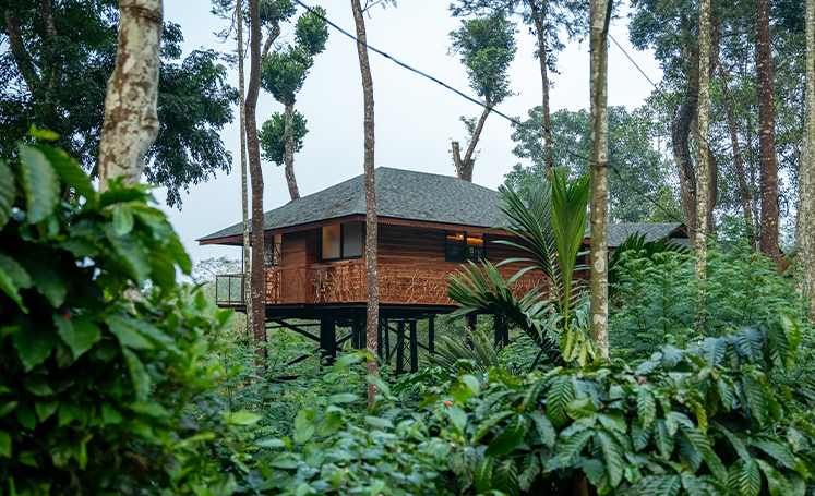 Wake Up in the Treetops: The Most Unique Stay Near Bangalore