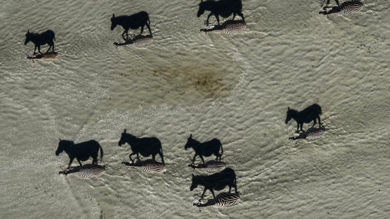 Can you spot the hidden zebras in this incredible aerial photograph?