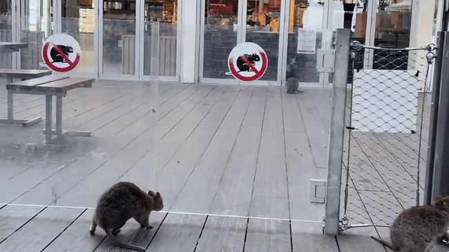 Brazen Quokkas Sneak Past 'No Quokkas' Signs Outside Bakery