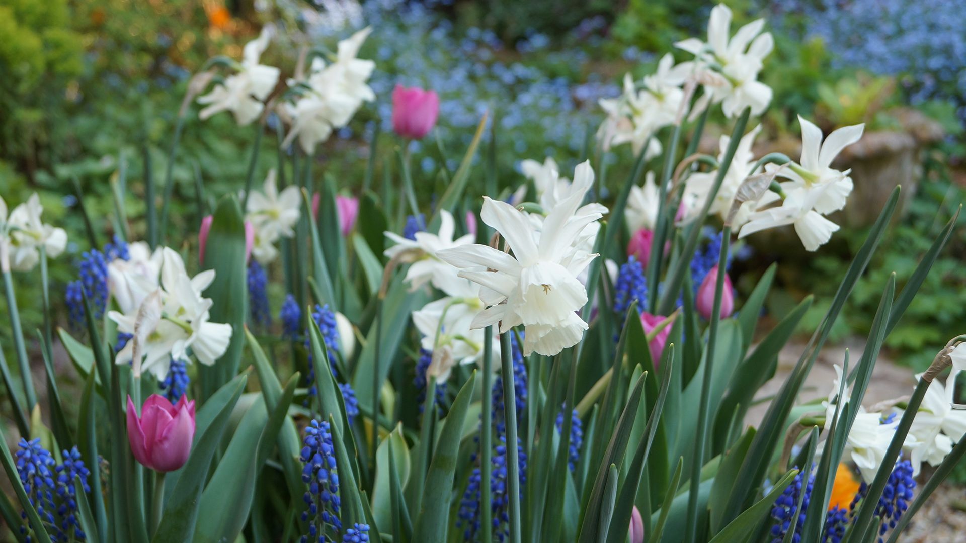 Don’t make these 7 bulb planting mistakes — and what to do instead