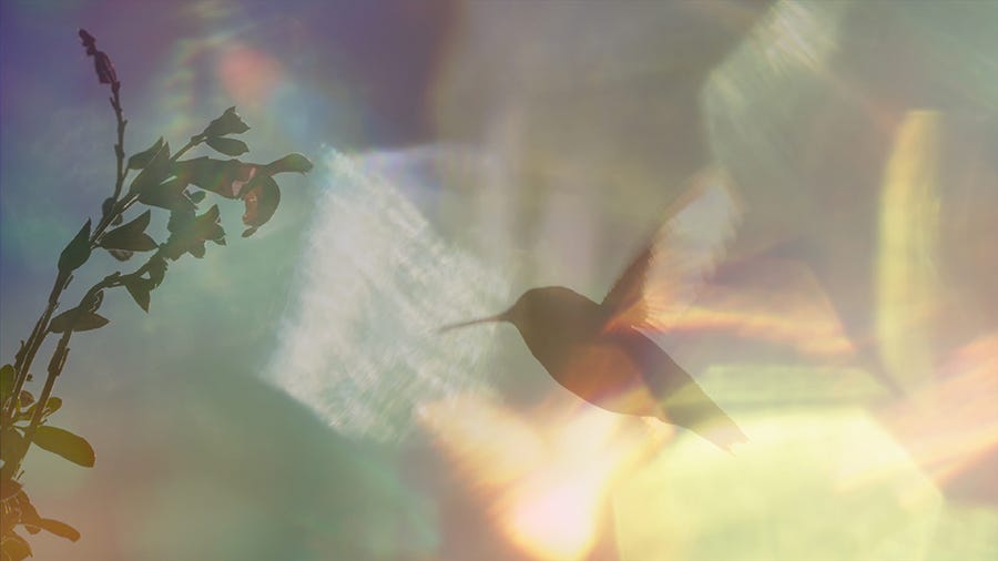 Of hummingbirds, and human resilience in 'Every Little Thing'