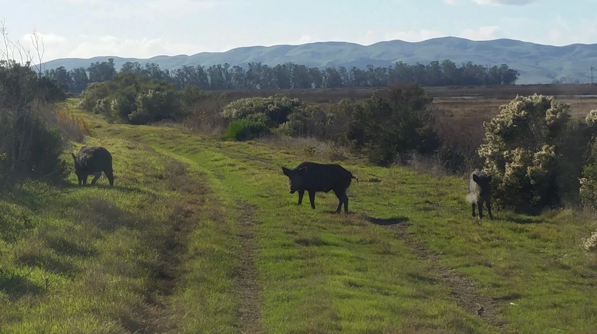 Wild pigs are costing Georgia farmers $100,000 every year. Here's why.