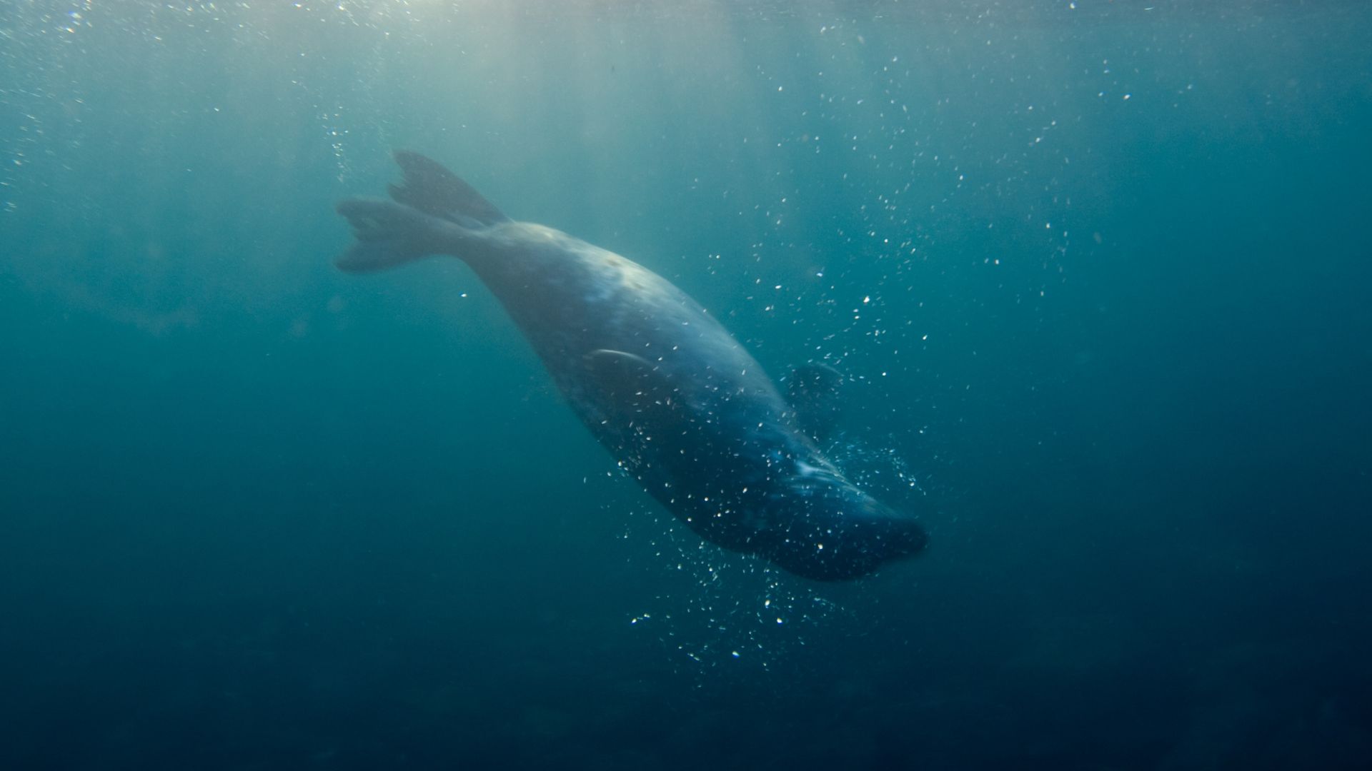 Seals’ diving secret unlocked: Oxygen sensing helps the mammal dodge ...