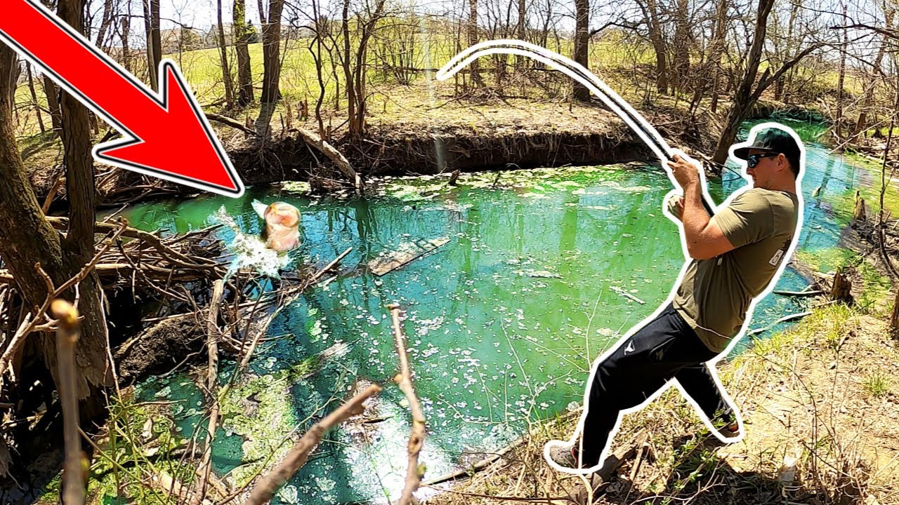 Unexpected catch while bank fishing a tiny creek amazed me