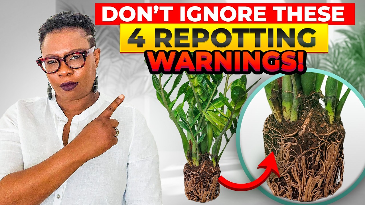 4 Signs Your Plant is Begging for a Bigger Pot