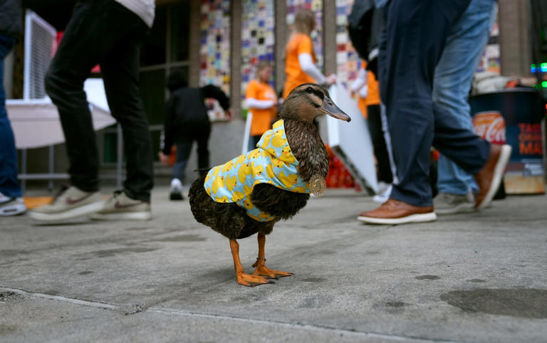Who is Dawn the Duck? Pet duck goes viral after attending Patriots game