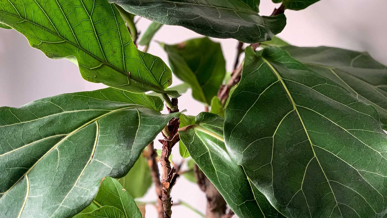 The majestic fiddle leaf fig can help enhance the energy of your home ...