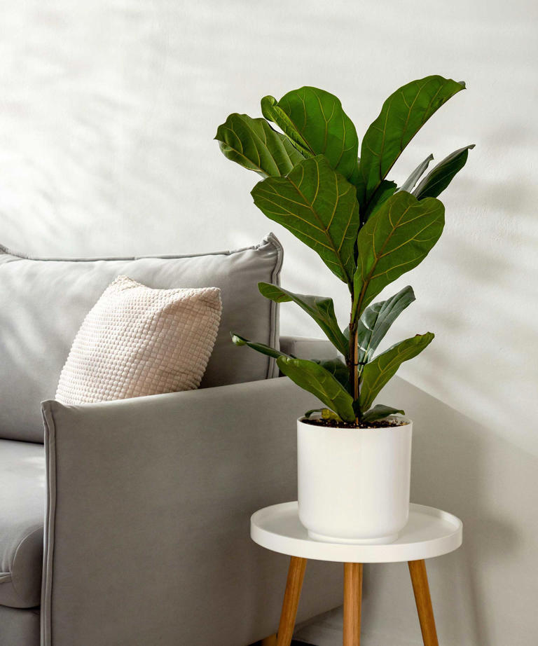 How to make your own fiddle leaf fig potting mix – a quick DIY to ...