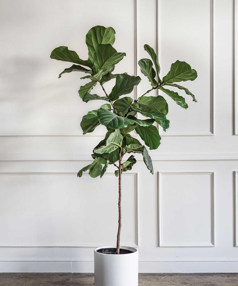 Interior designers swear by these 5 tricks to layer houseplants