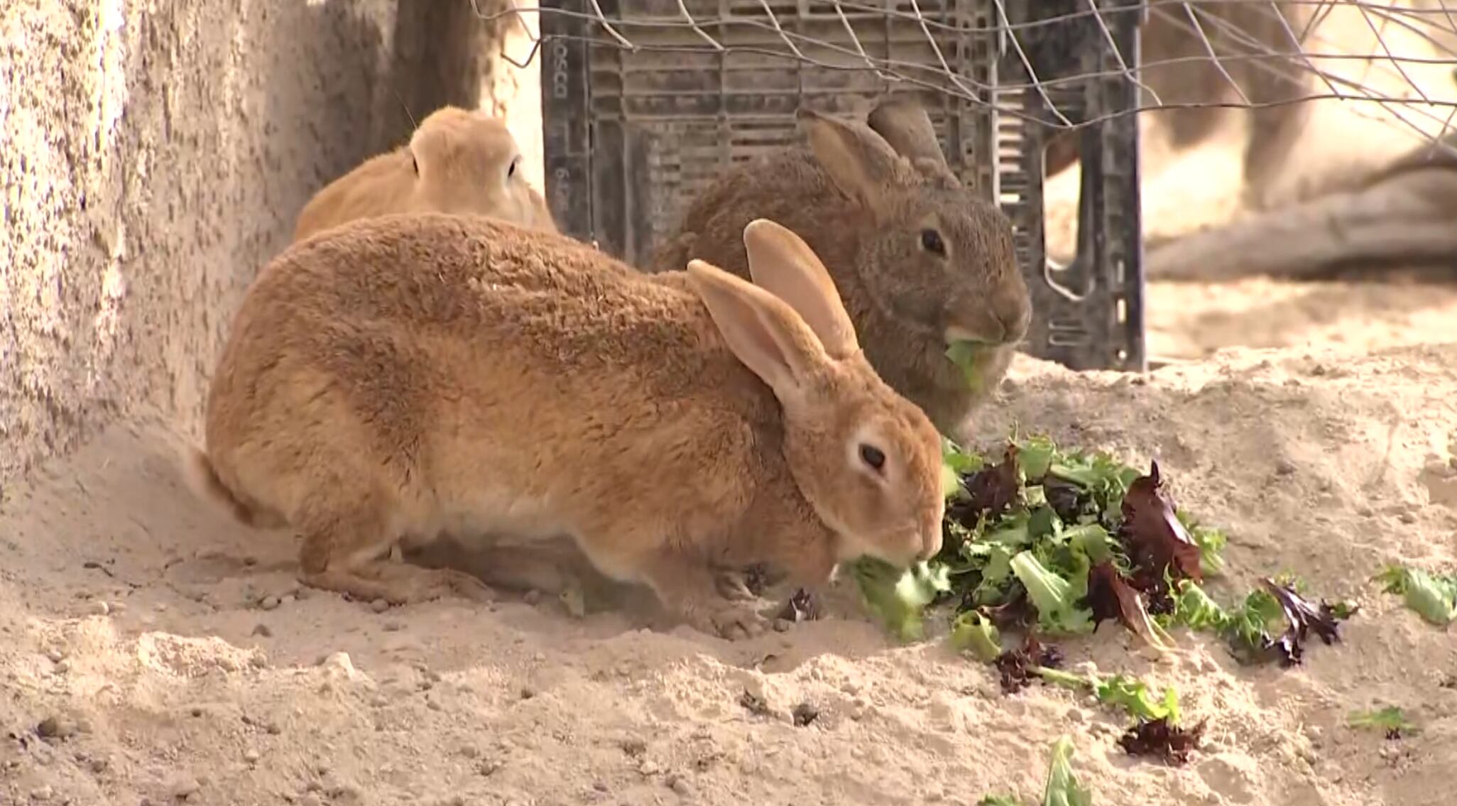 Rescuing rabbits: Animal Foundation hopping in to help Bunnies Matter ...